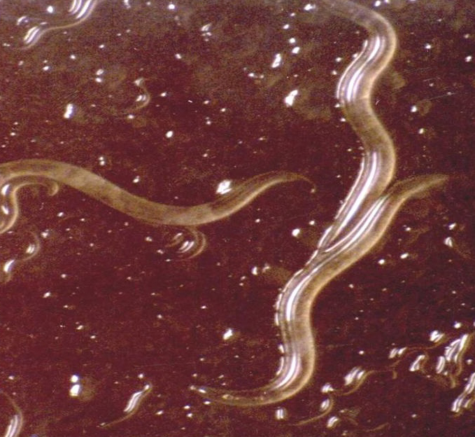 BU Research Blog | Cafe Scientifique – 4th October – ‘Getting drunk ...
