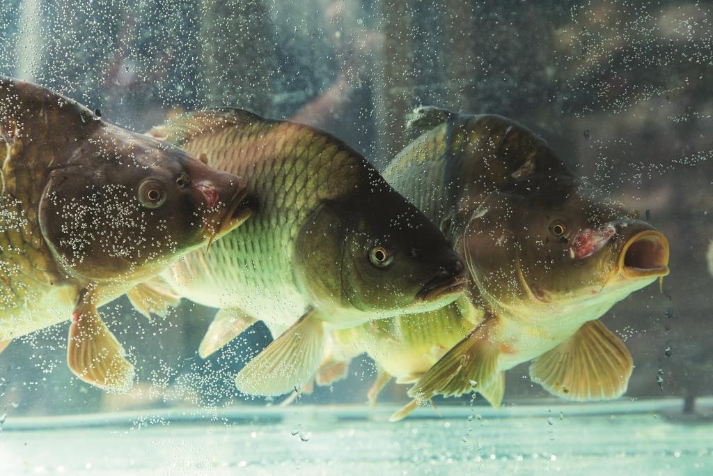 BU Research Blog | Protecting native fish species | Bournemouth University